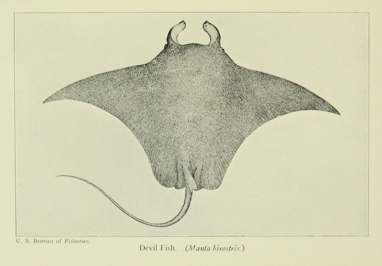 Manta Ray | Asian Bestiary