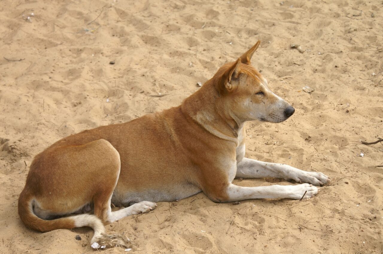 Dog | Asian Bestiary