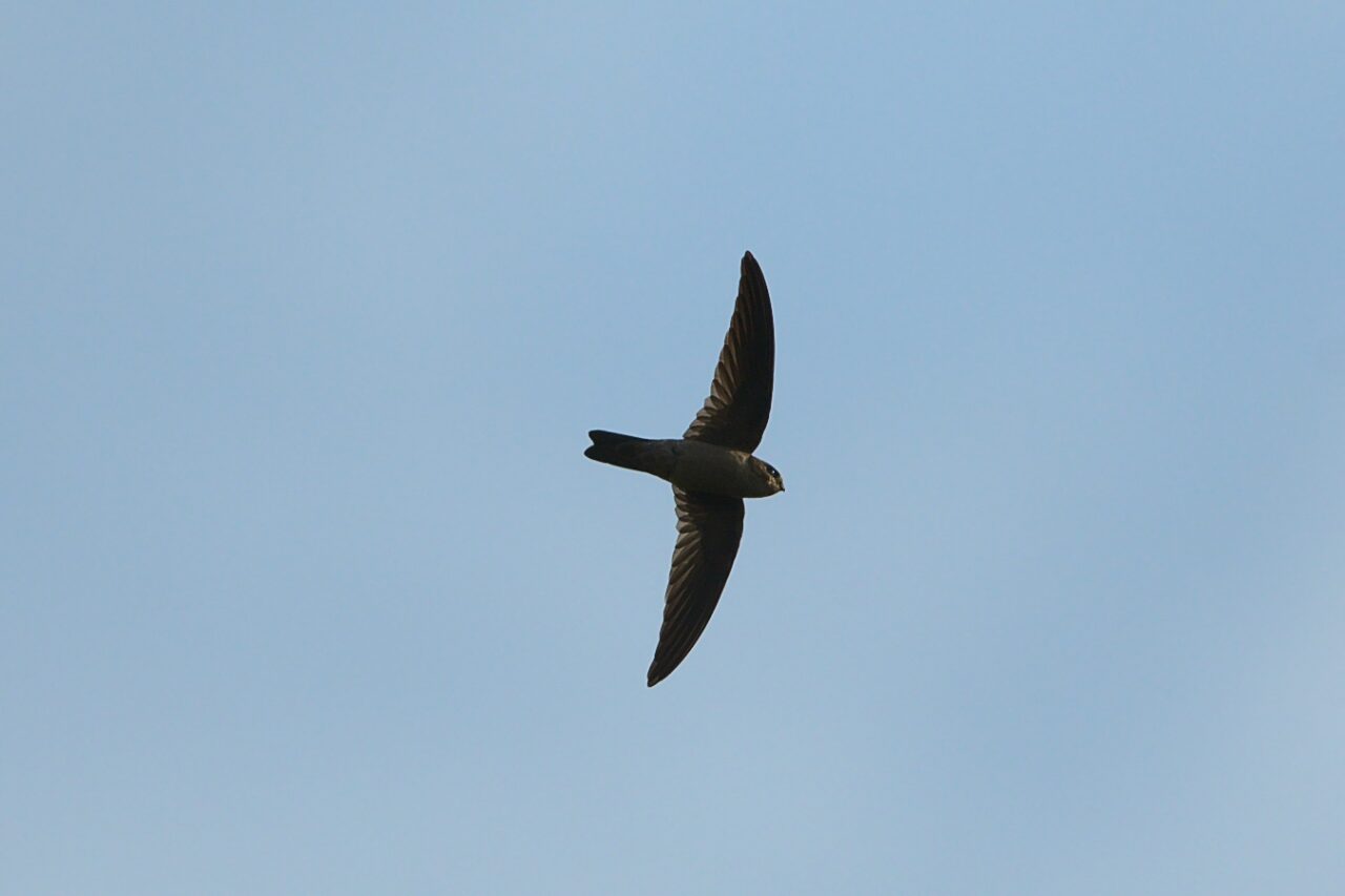 Swiftlet | Asian Bestiary