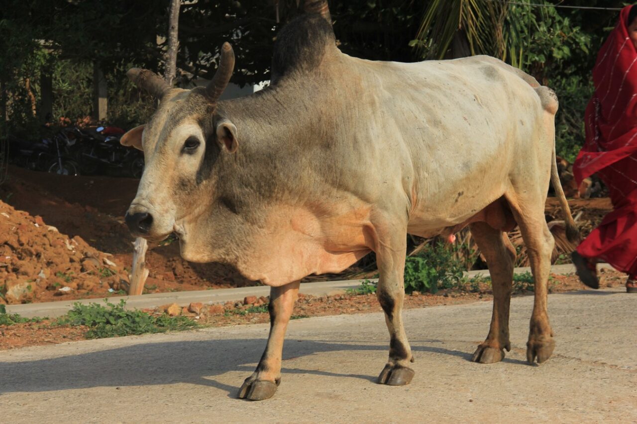 Bull | Asian Bestiary