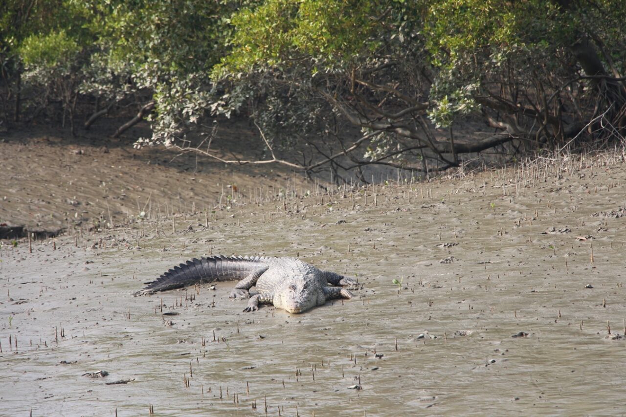 Crocodile | Asian Bestiary