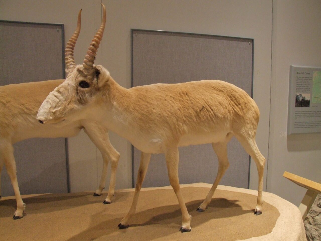 Saiga Antelope | Asian Bestiary