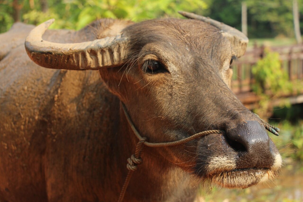 Water Buffalo | Asian Bestiary