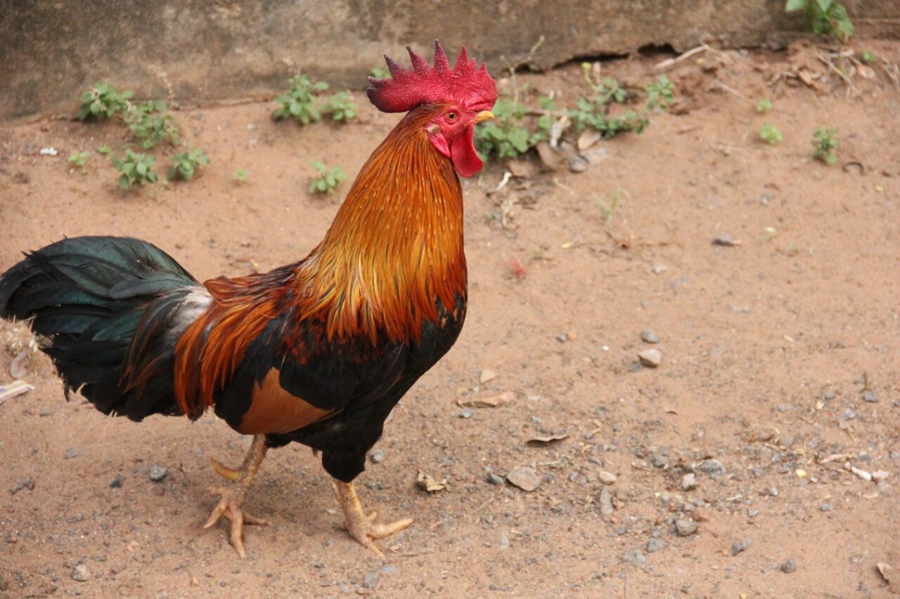 Rooster | Asian Bestiary